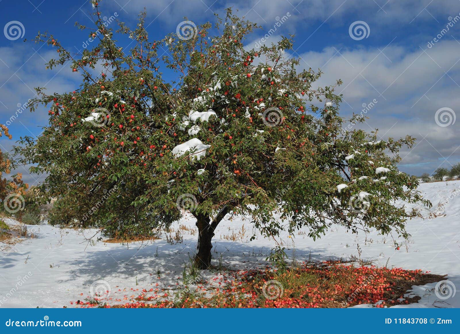 Apple tree in snow stock photo. Image of fall, village - 11843708