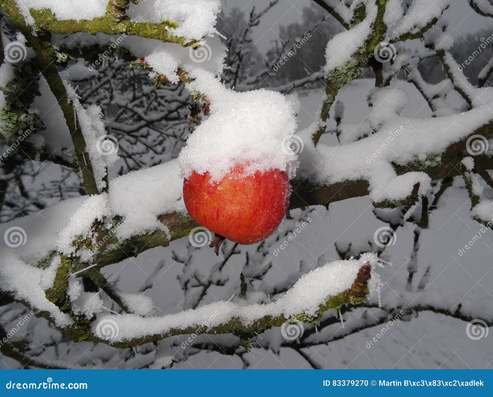 Apple tree with snow stock photo. Image of breeze, beauty - 83379270