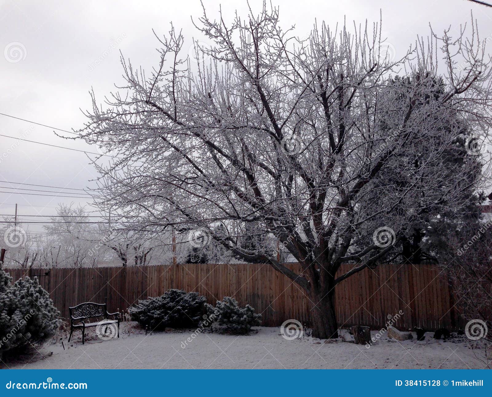 Apple Tree with Snow and Ice Stock Photo - Image of colorado, apple ...