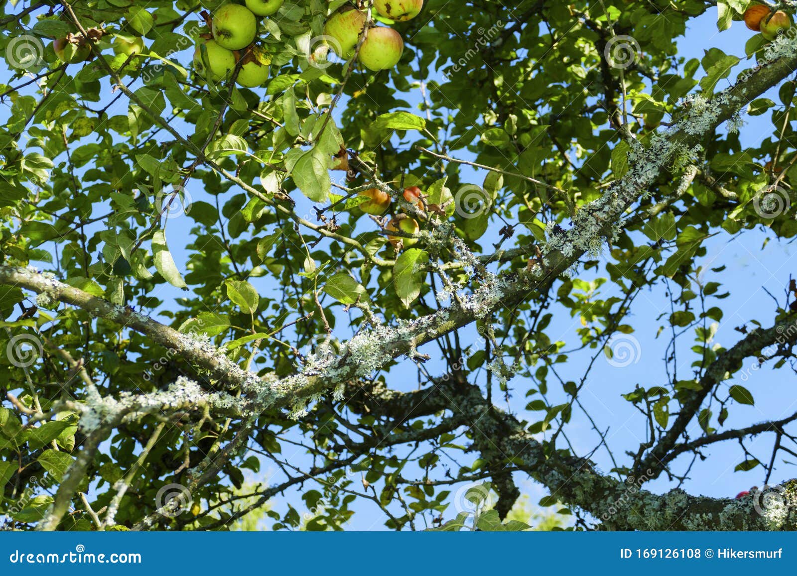 Apple Tree with Some Apples and Fungal Infestation on the Trunk Stock ...