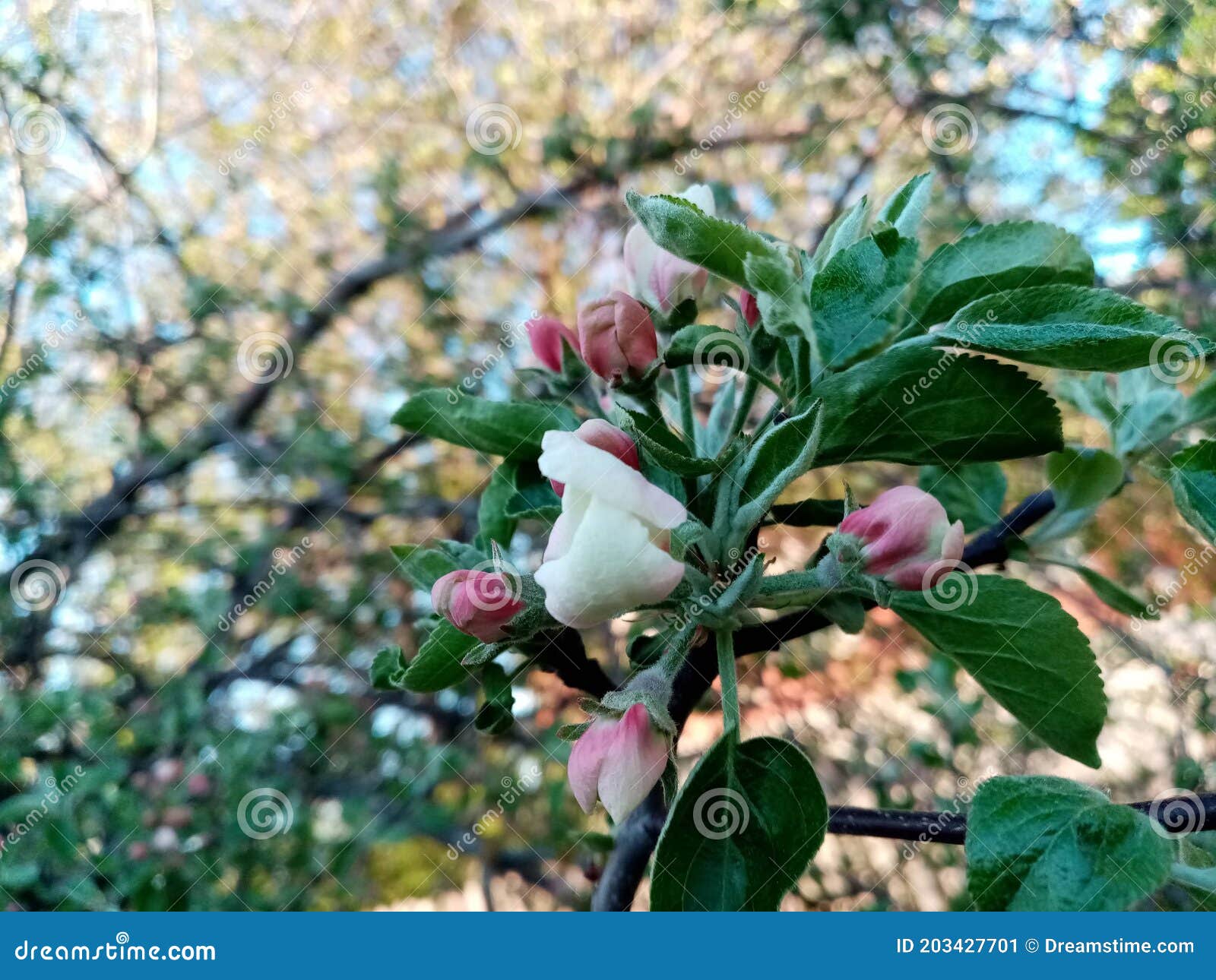 Apple tree on spring stock image. Image of garden, tree - 203427701