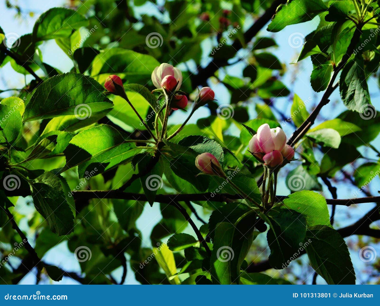 Apple tree in spring stock image. Image of nature, long - 101313801