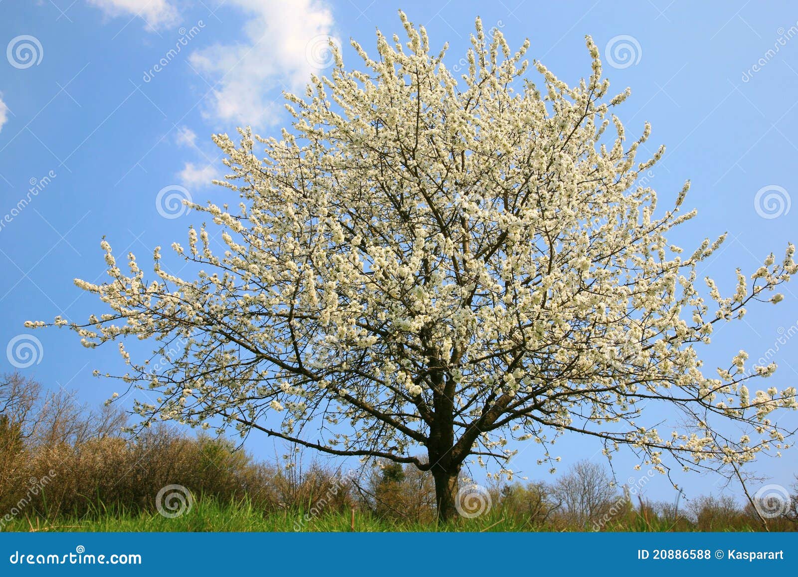 Apple Tree in Spring Blossom Stock Photo - Image of tree, white: 20886588