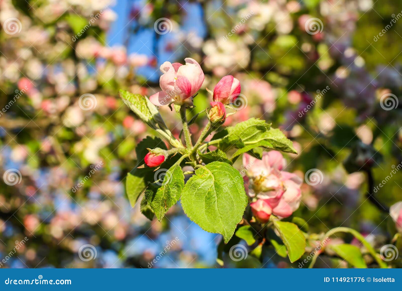Apple Tree at Spring in the Countryside. Stock Photo - Image of spring ...