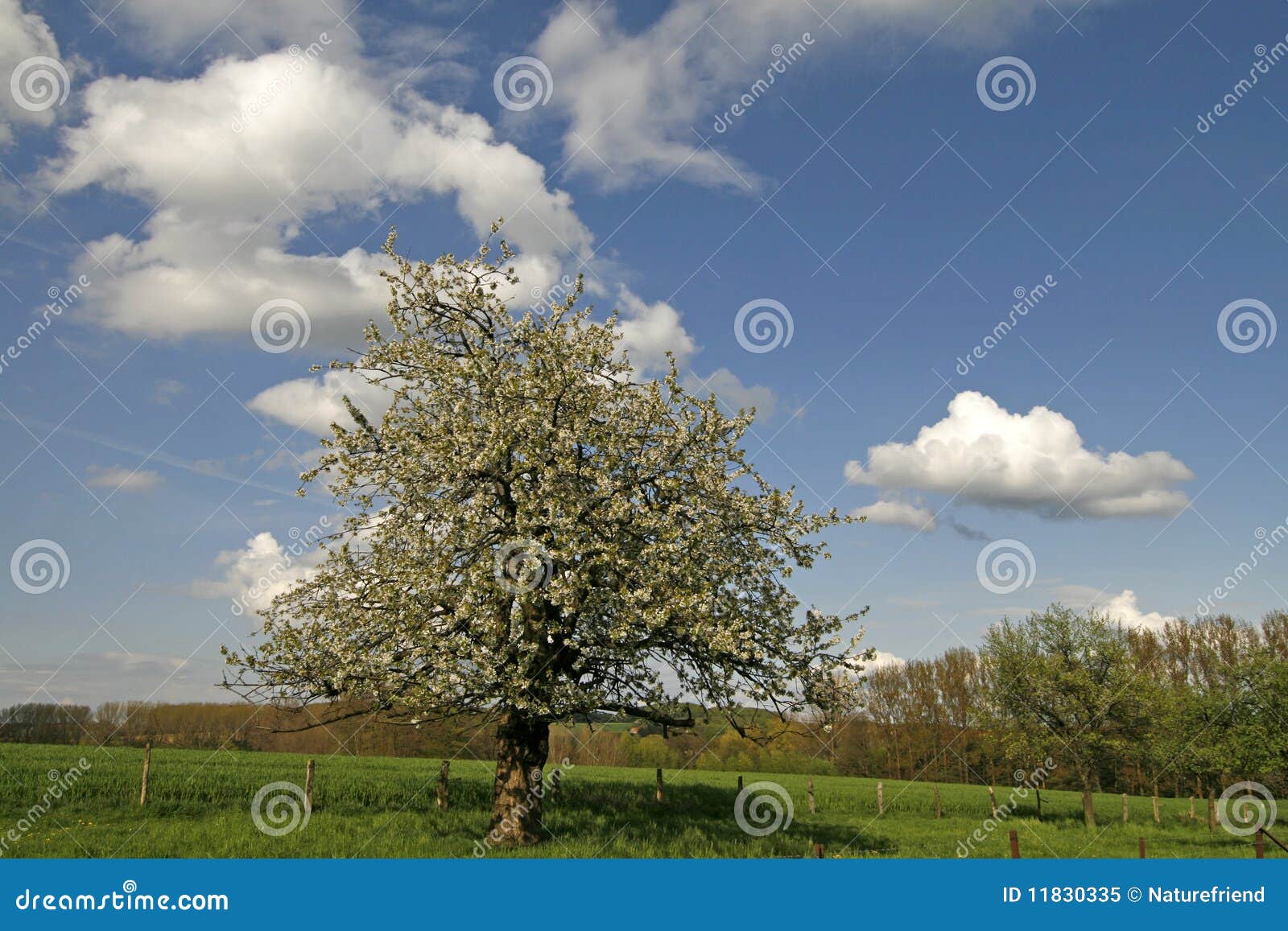 Apple Tree in Spring, Germany Stock Image - Image of moody ...