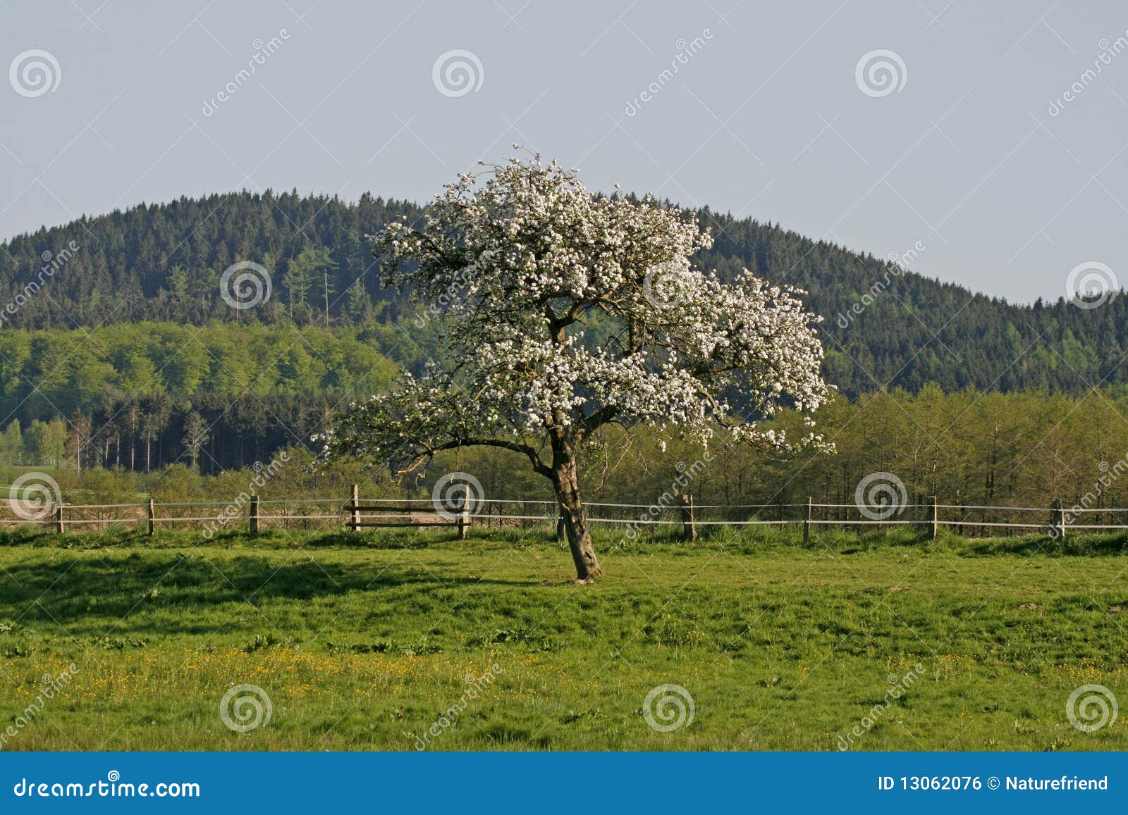 Apple Tree in Spring, Lower Saxony, Germany Stock Photo - Image of ...