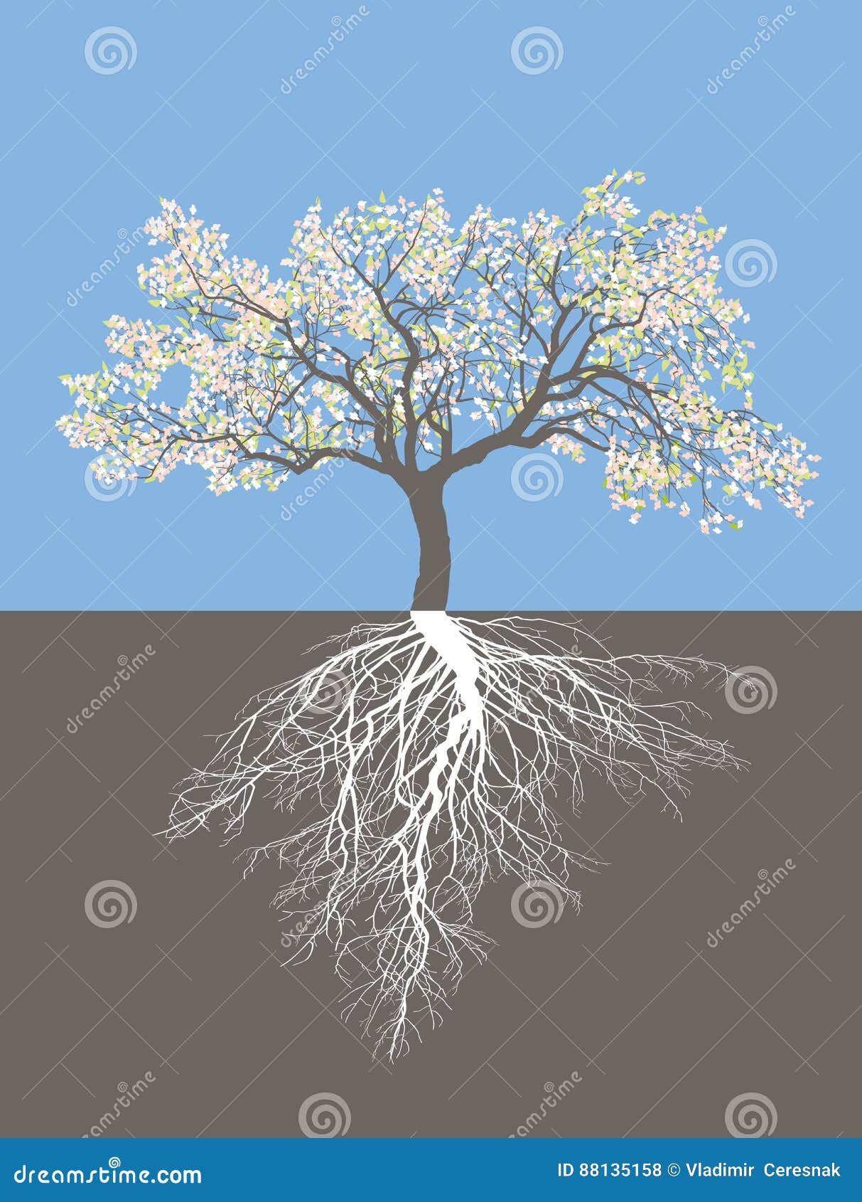 Apple Tree in Spring with Roots Stock Vector - Illustration of plant ...