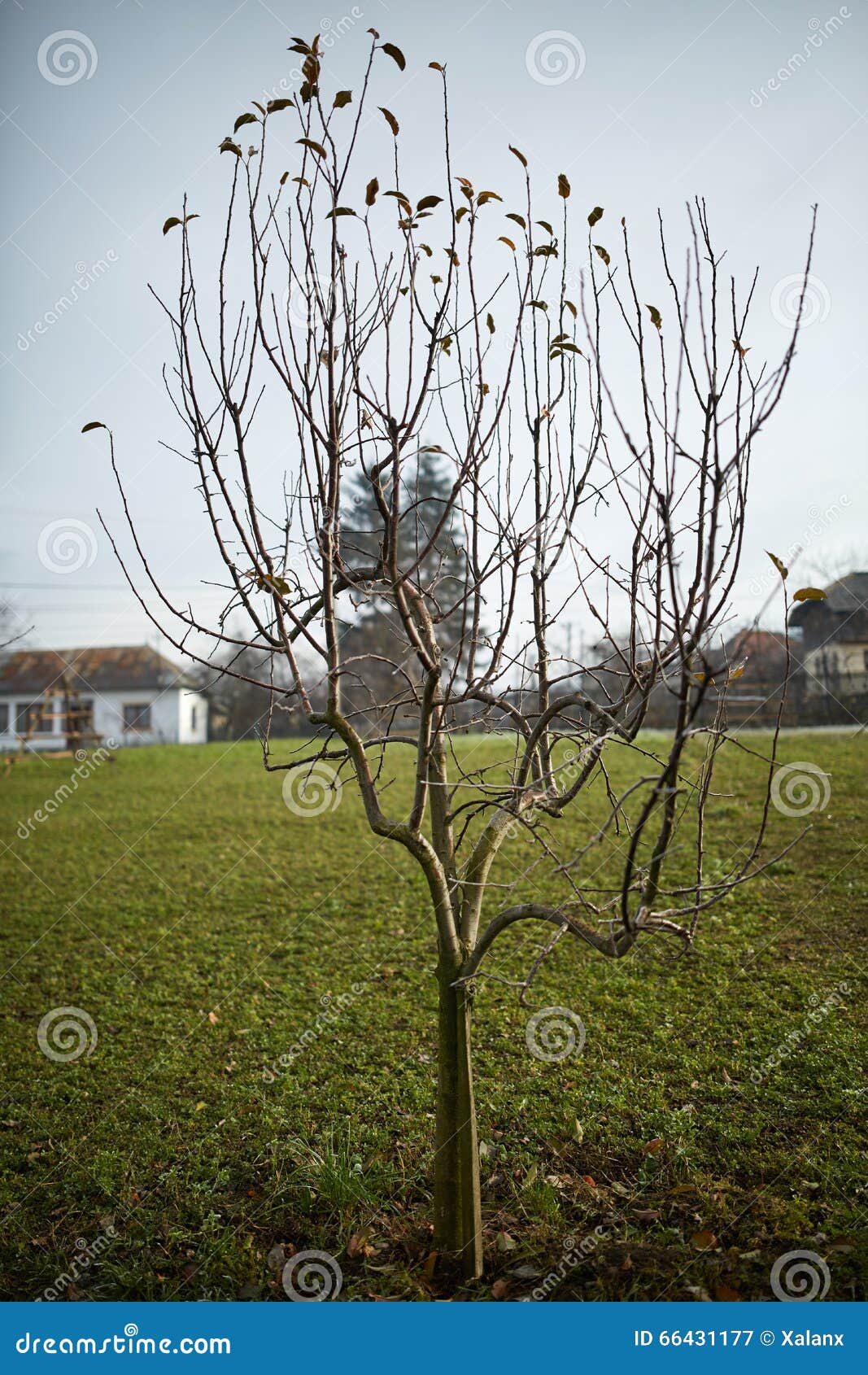Apple tree in the spring stock image. Image of nature - 66431177