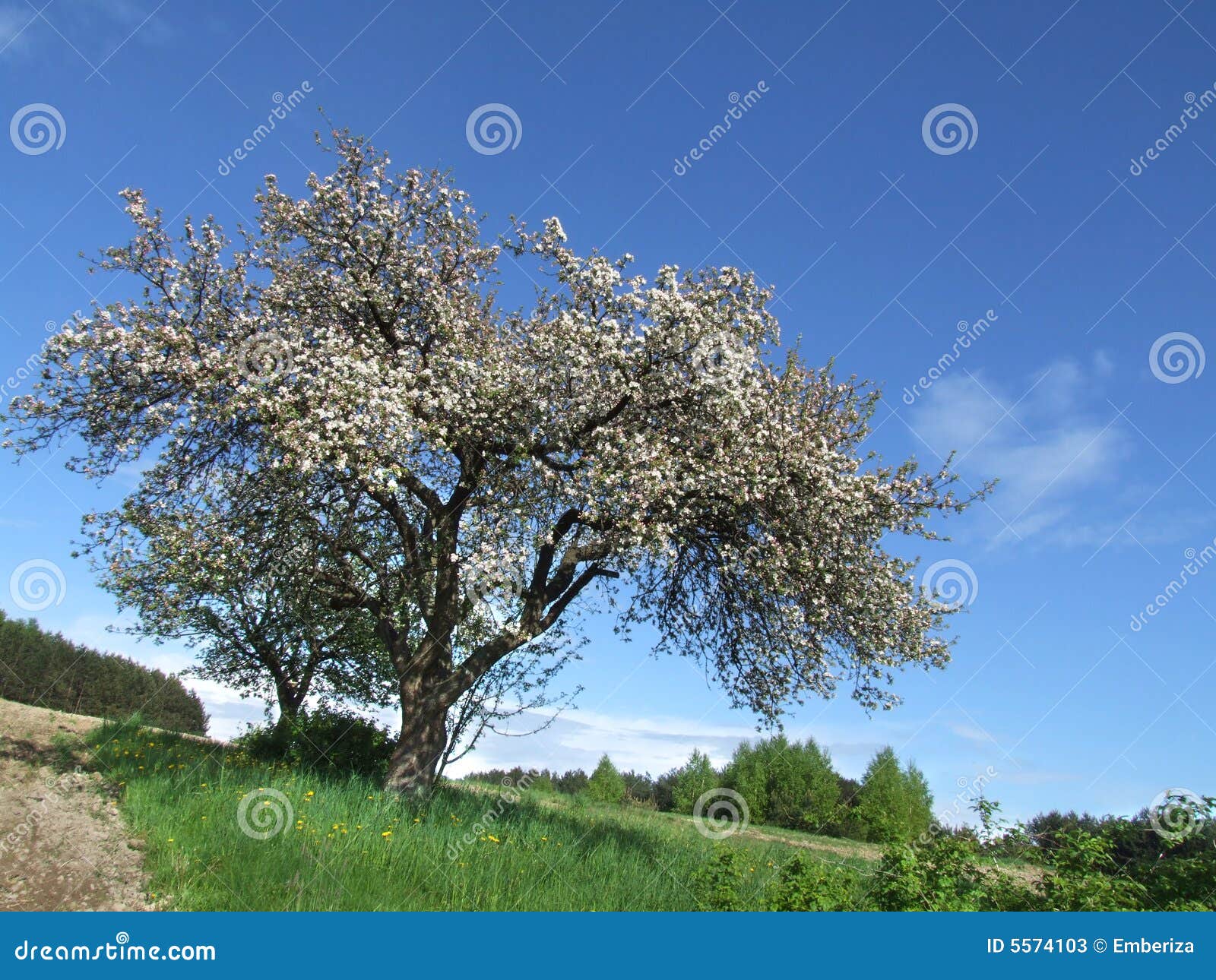Apple Tree in the Springtime Stock Image - Image of colored, outdoors ...
