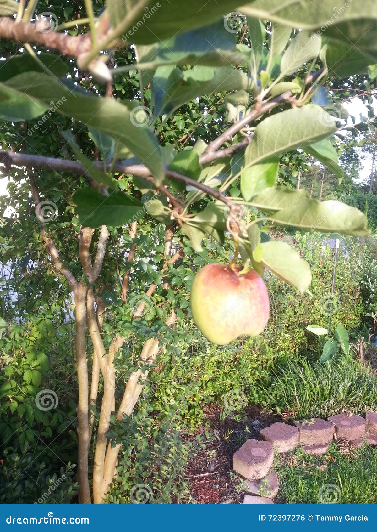 Apple stock photo. Image of sprout, tree, apple, green - 72397276