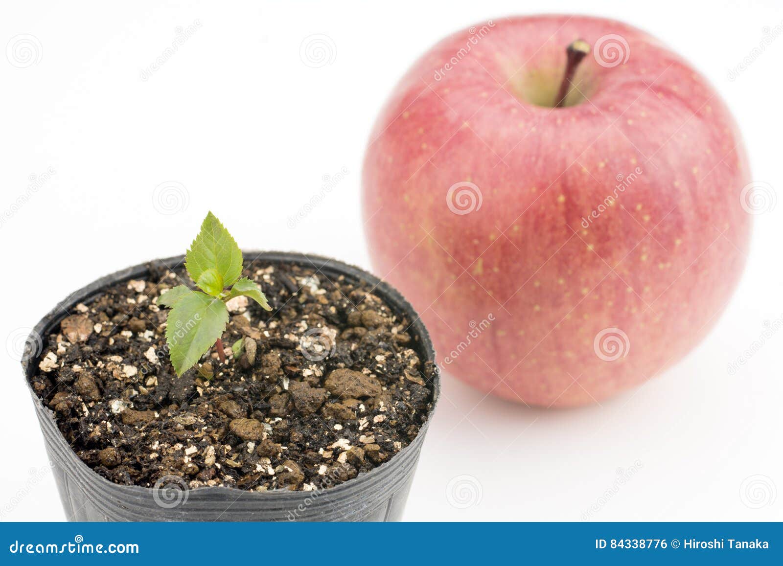 Apple tree sprout stock photo. Image of fruit, apple - 84338776