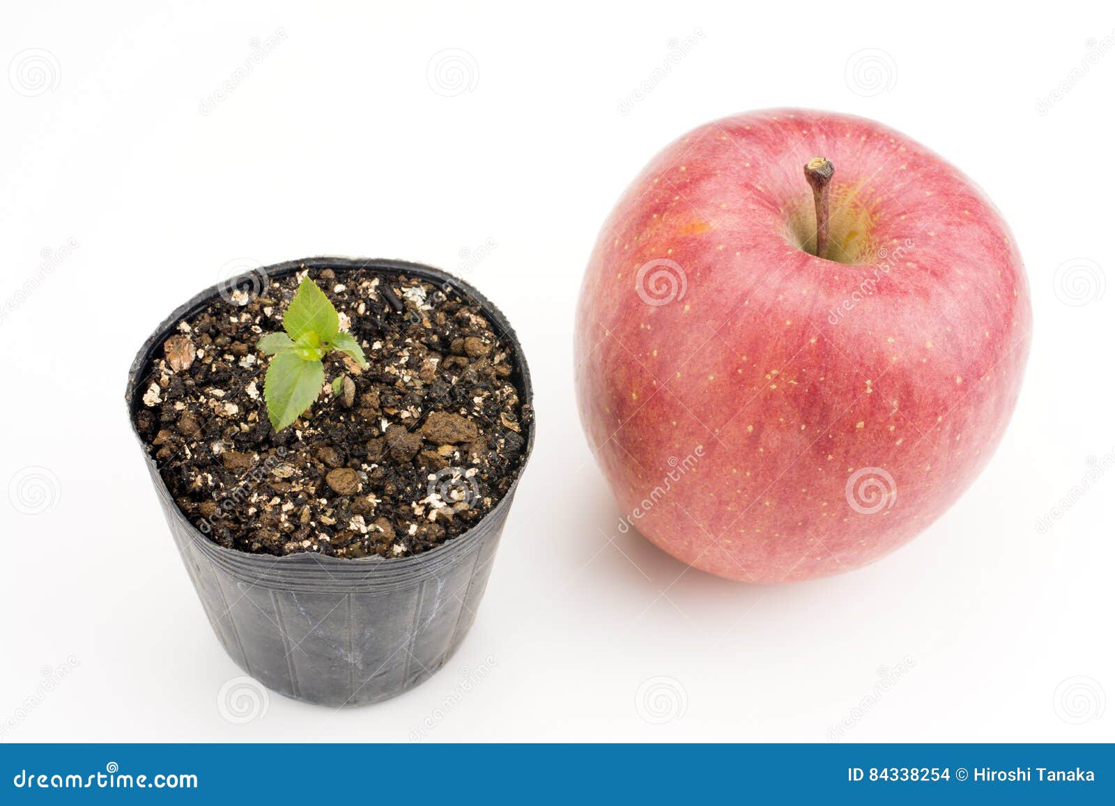 Apple tree sprout stock photo. Image of grow, sprout - 84338254