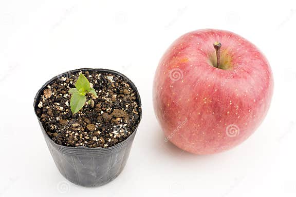 Apple tree sprout stock photo. Image of grow, sprout - 84338254