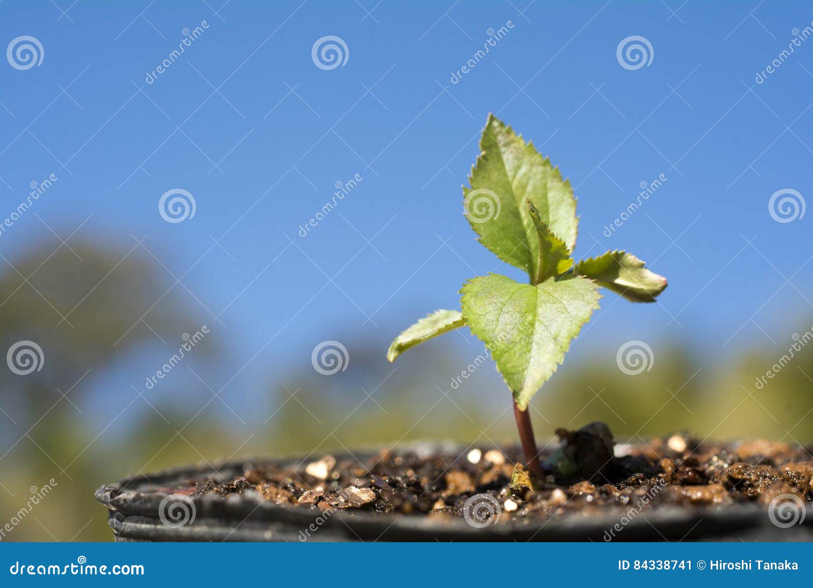 Apple tree sprout stock image. Image of wood, products - 84338741