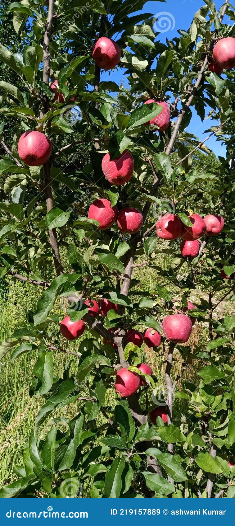 Apple Tree Spur Varieties Himachal Pradesh Stock Image - Image of tree ...