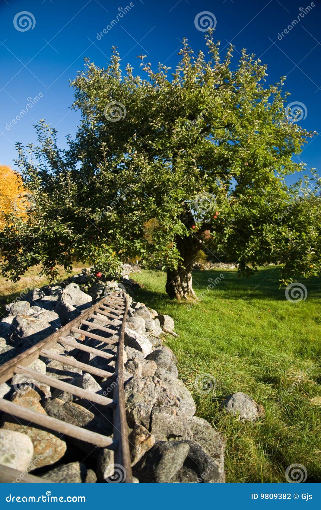 Apple Tree and Stone Wall stock photo. Image of england - 9809382
