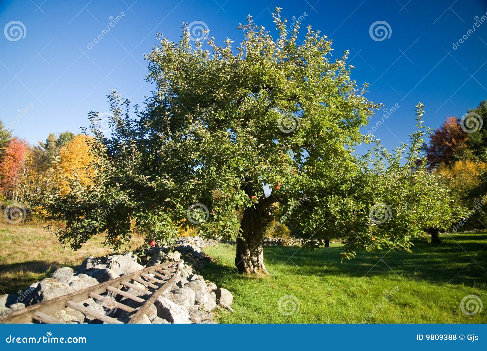 Apple Tree and Stone Wall stock photo. Image of lens, landscape - 9809388