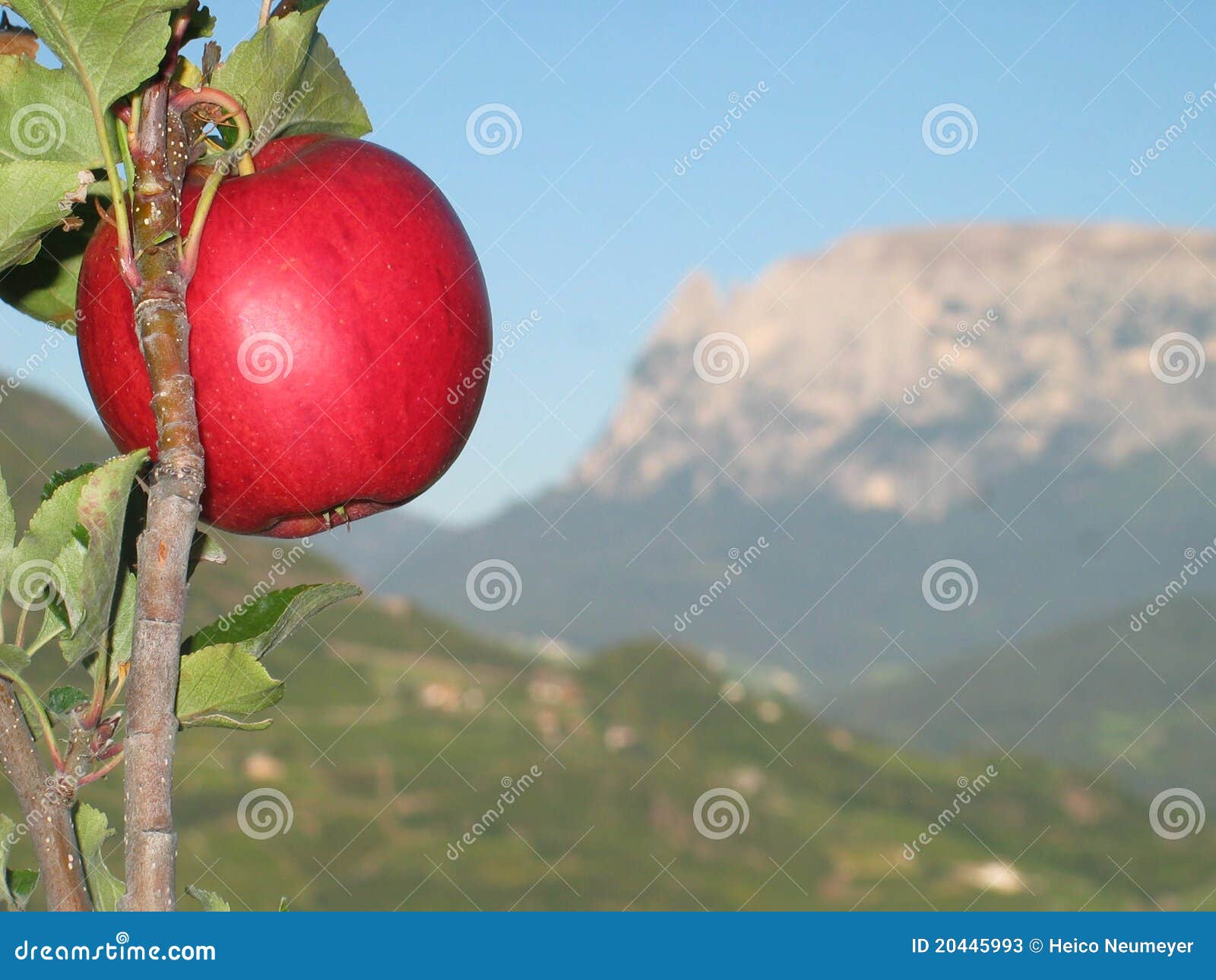 Apple on the Tree with Striking Italian Mountains Stock Image - Image ...