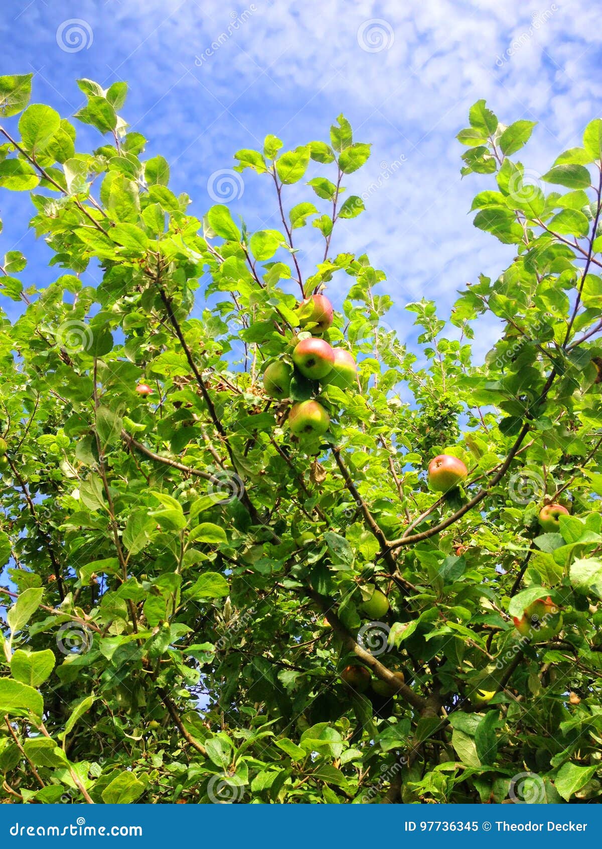Apple Tree in Summer stock image. Image of farm, apples - 97736345
