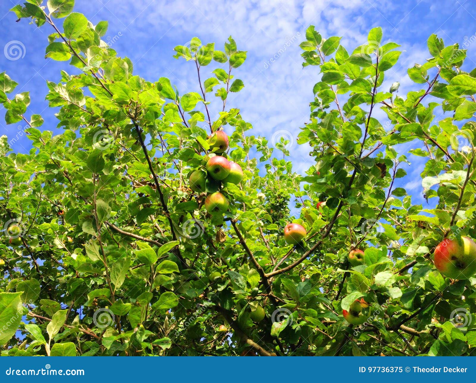 Apple Tree in Summer stock image. Image of branches, summer - 97736375