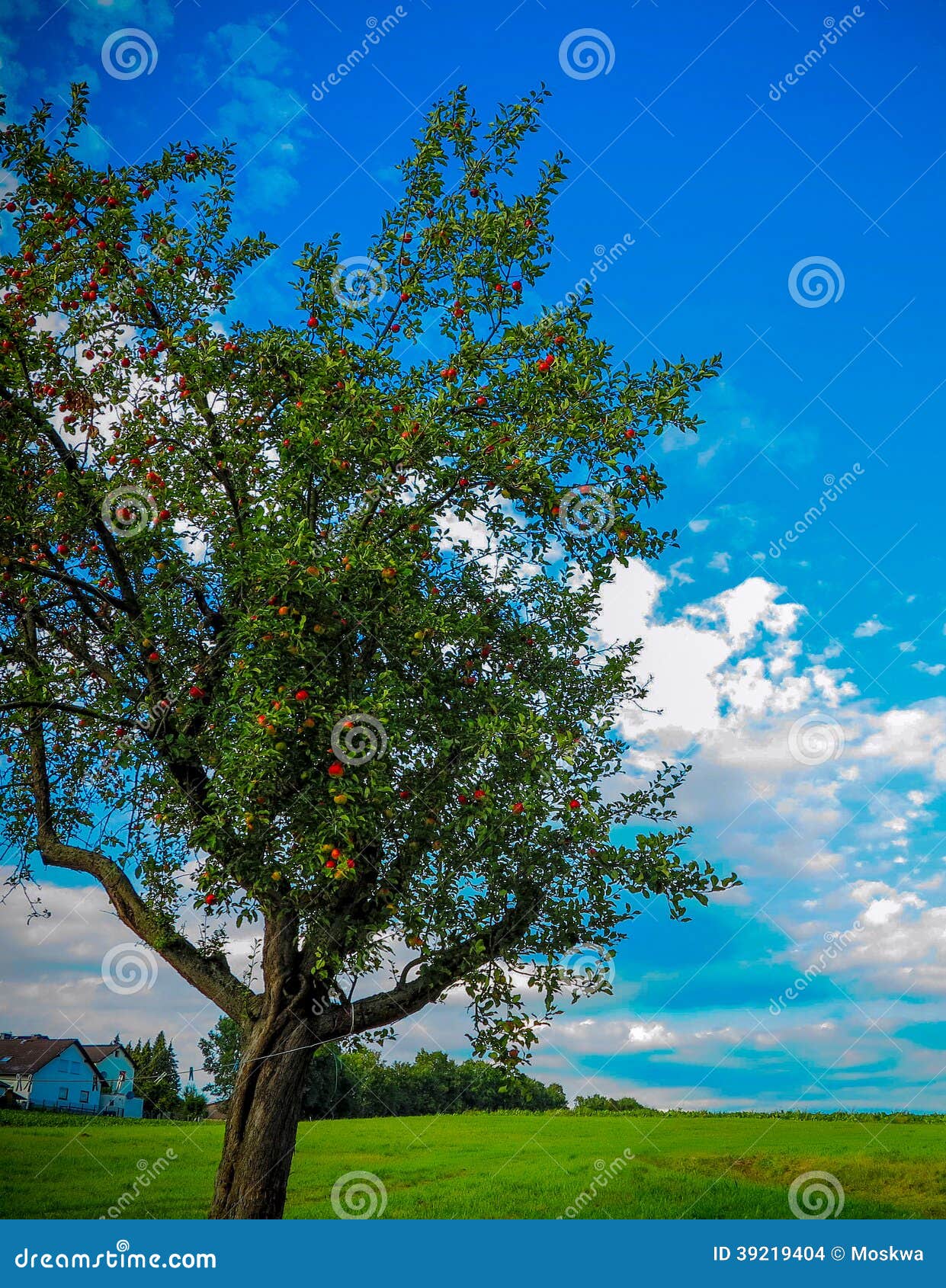Apple tree in summer stock photo. Image of house, branch - 39219404
