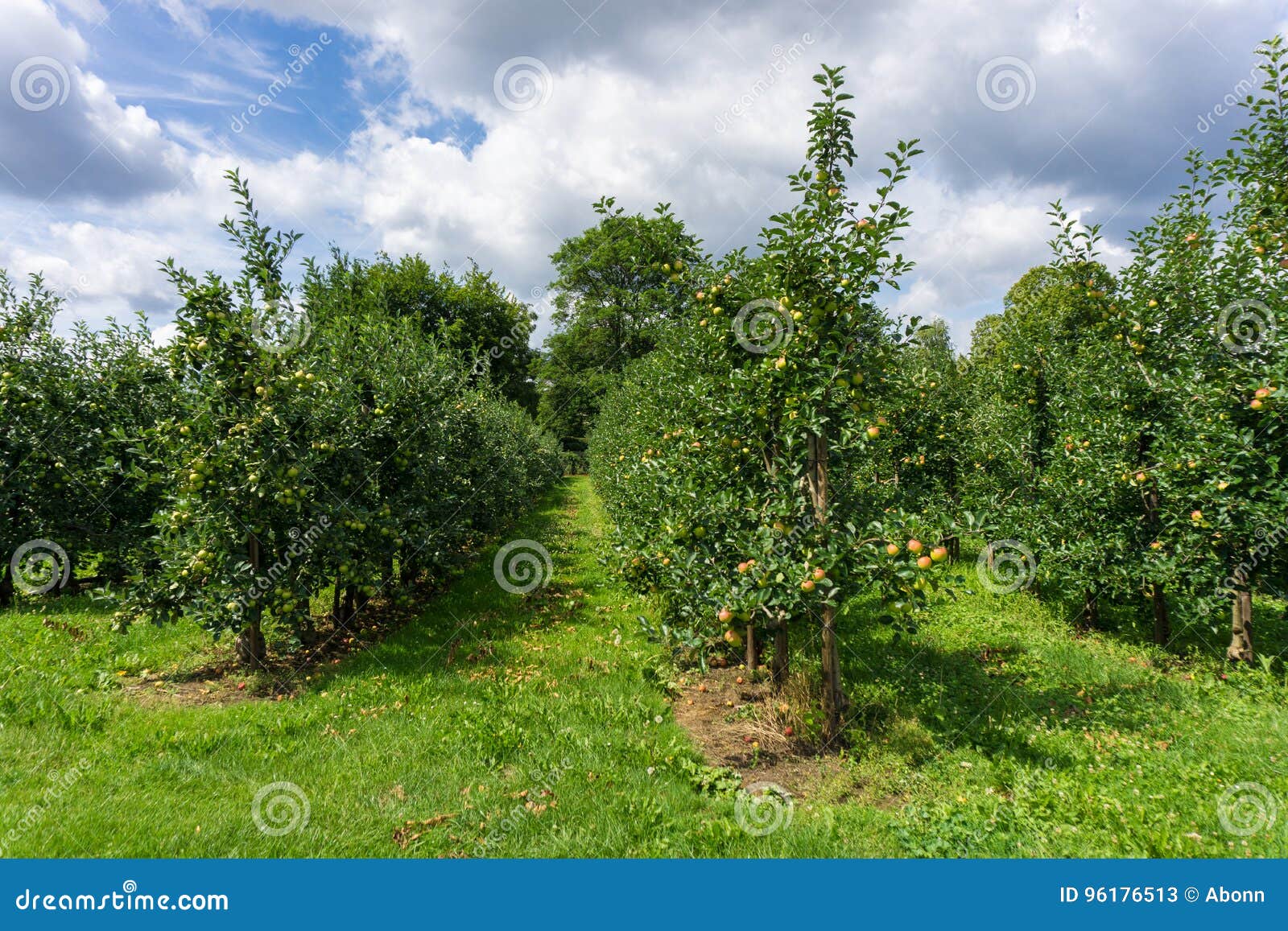 Apple tree in the summer stock image. Image of tree, orchard - 96176513