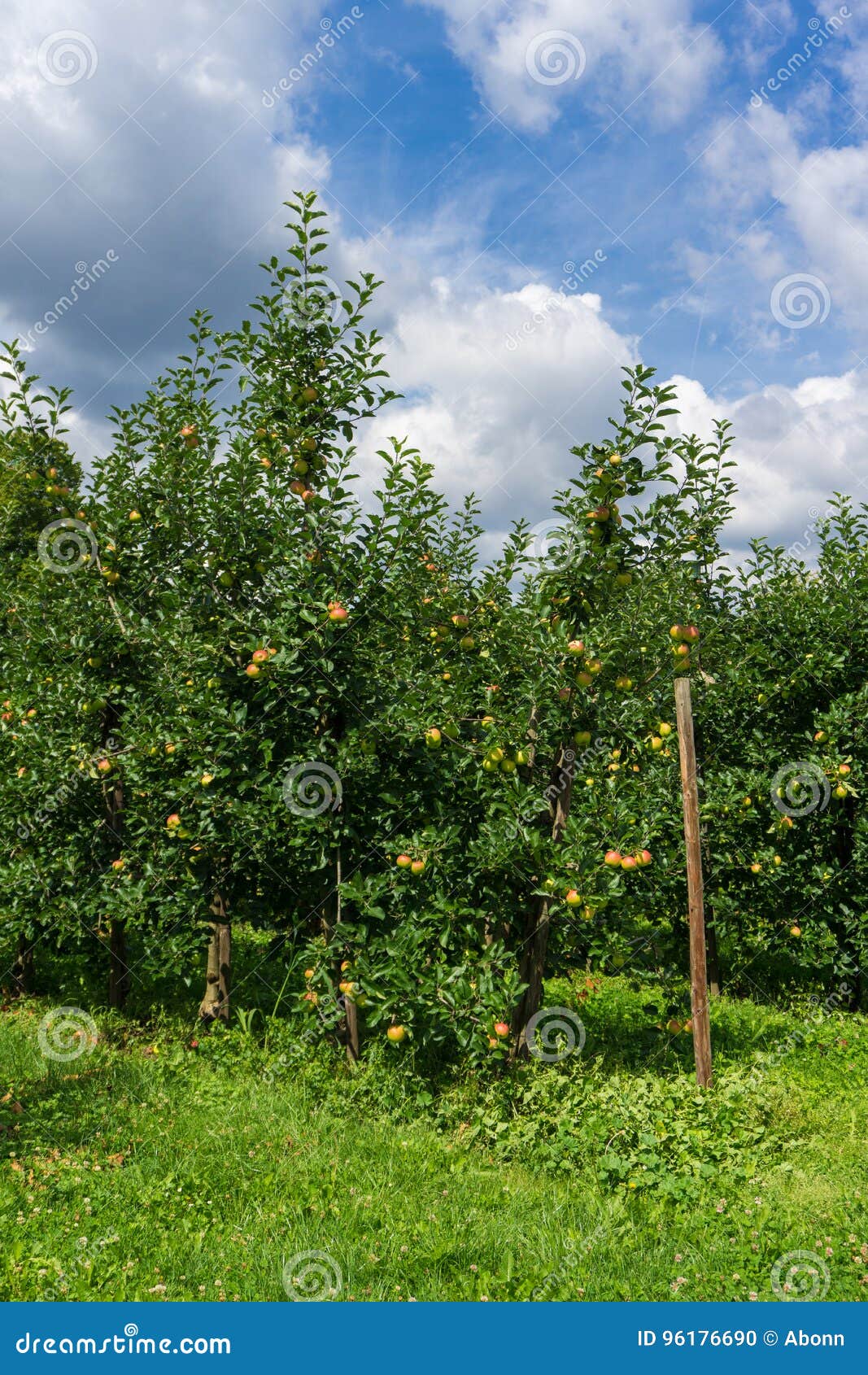 Apple tree in the summer stock photo. Image of apple - 96176690