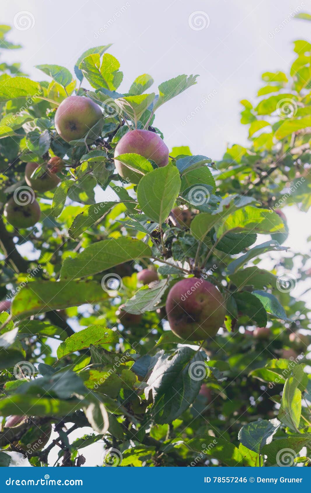 Apple tree in summer stock photo. Image of tree, garden - 78557246