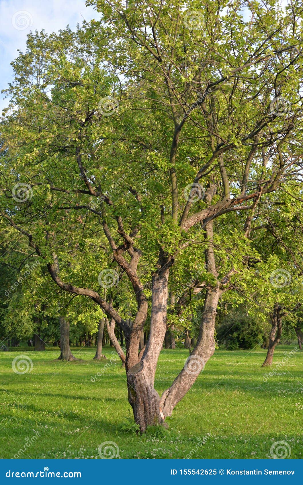 Apple tree at summer stock image. Image of botany, curve - 155542625