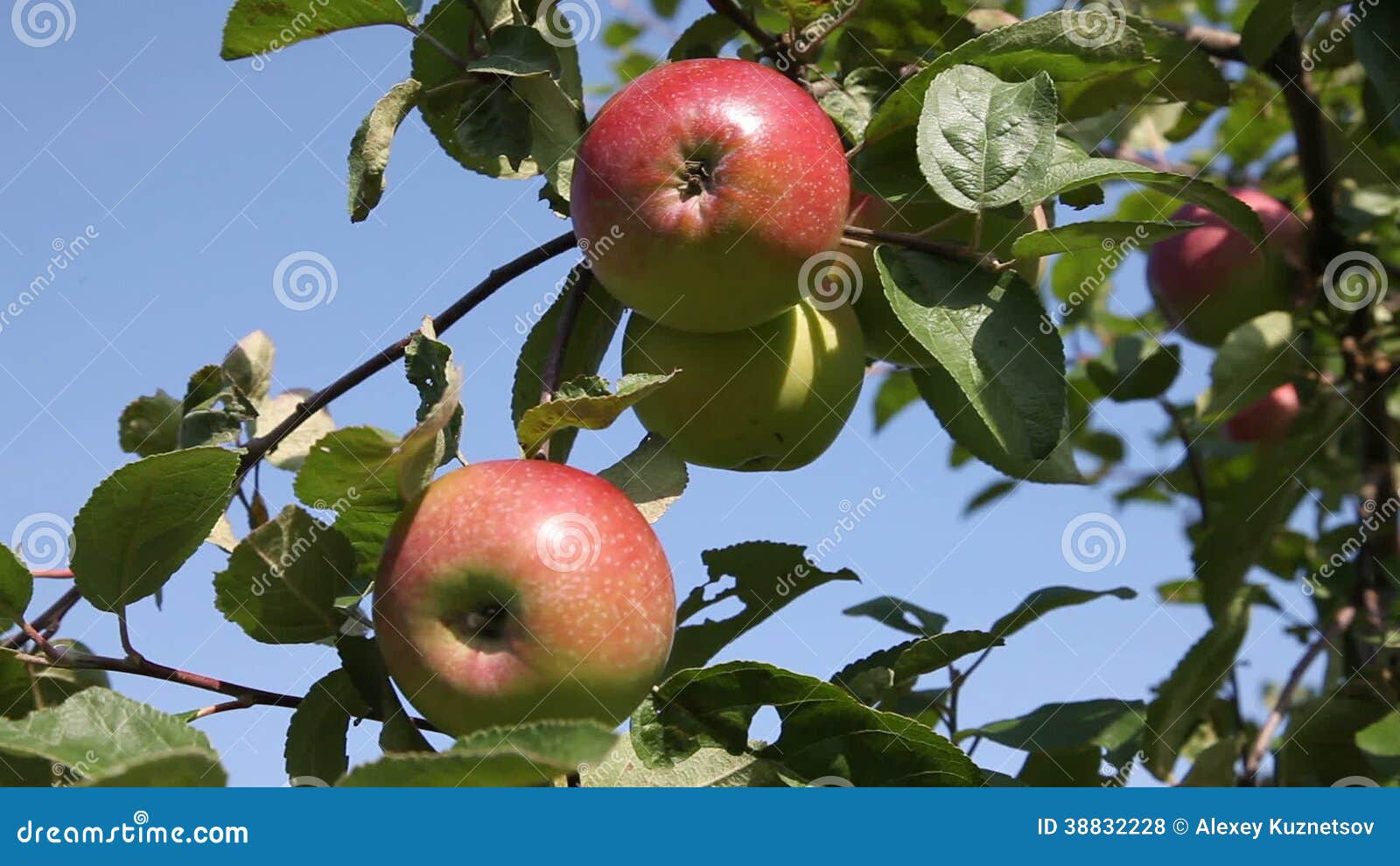 Apple stock footage. Video of grow, natural, orchard - 38832228