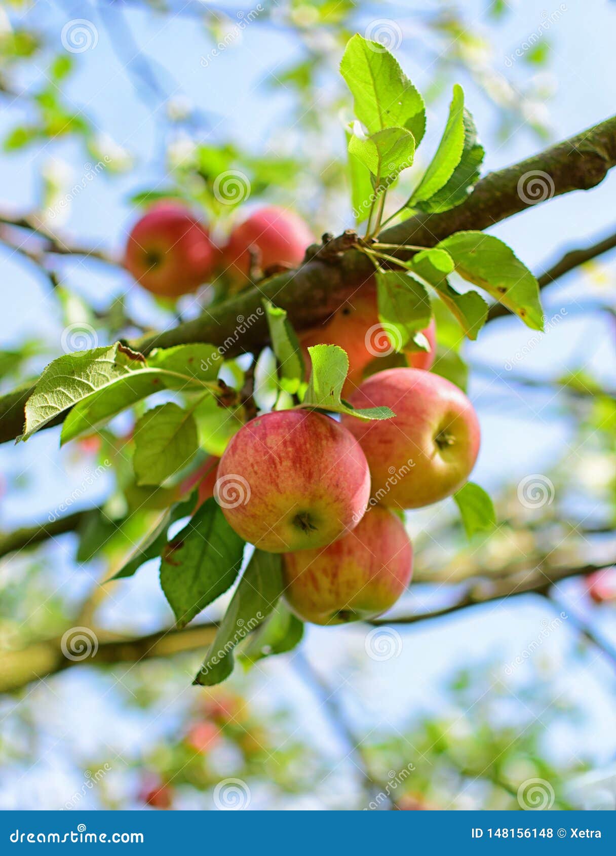 Apple on Apple Tree in Summer Time. Stock Photo - Image of farming ...