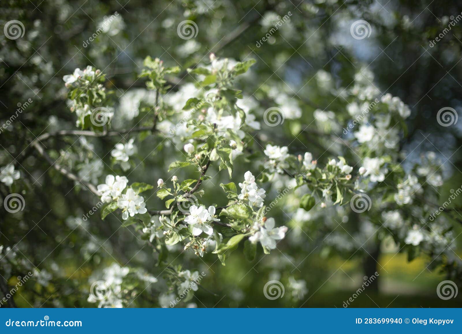 Apple Tree in Summer. White Flowers on Tree Stock Photo - Image of ...