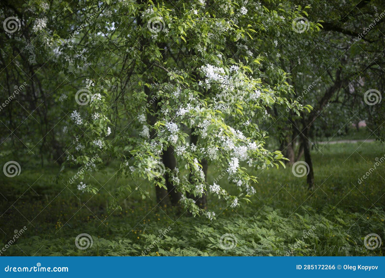 Apple Tree in Summer. White Flowers on Tree Stock Photo - Image of ...