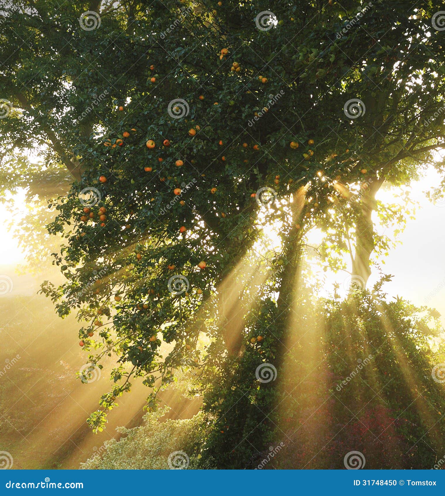 Apple tree sunburst stock photo. Image of fruit, sunburst - 31748450