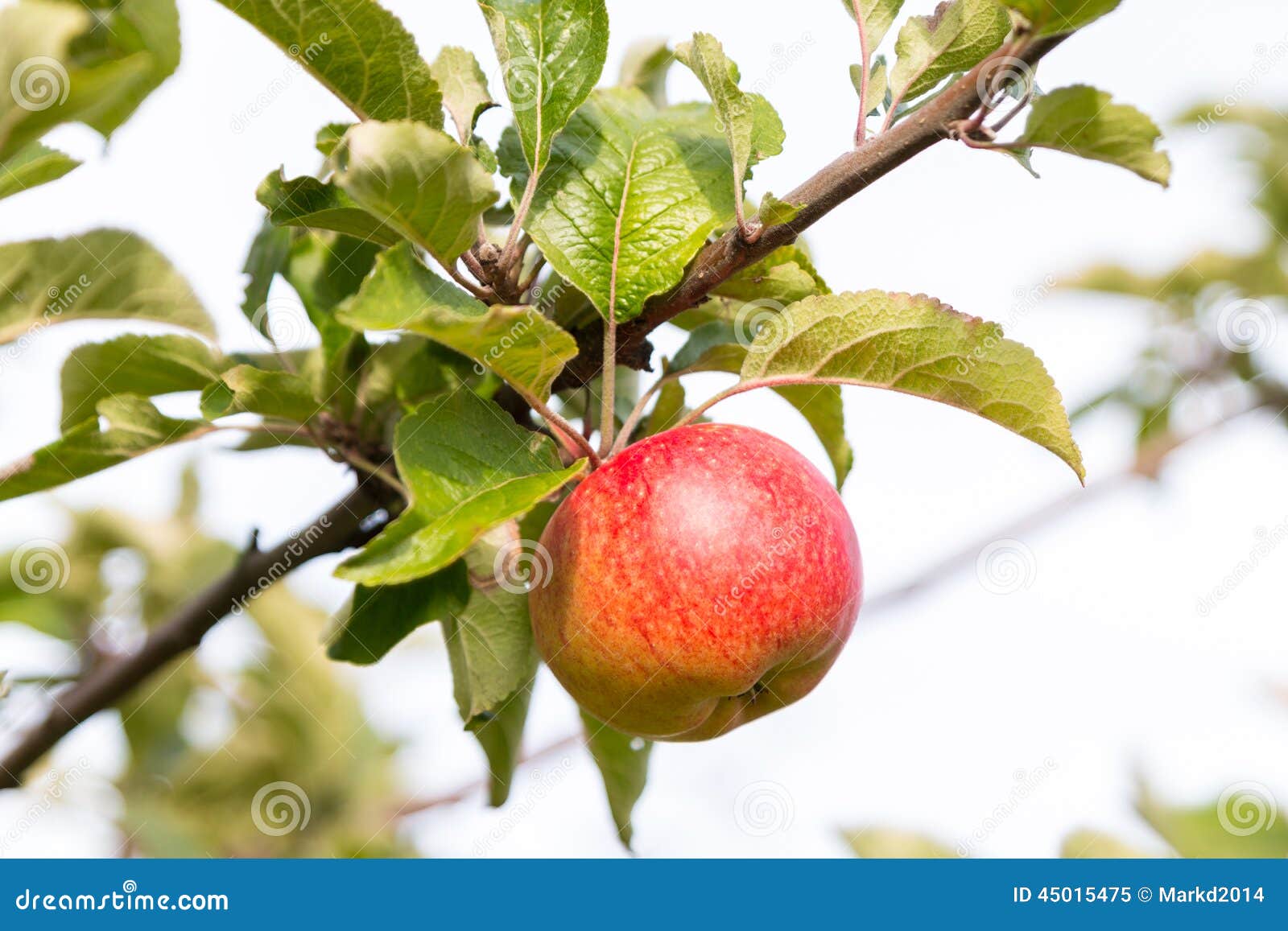 Apple at Tree in Sunlight stock image. Image of green - 45015475