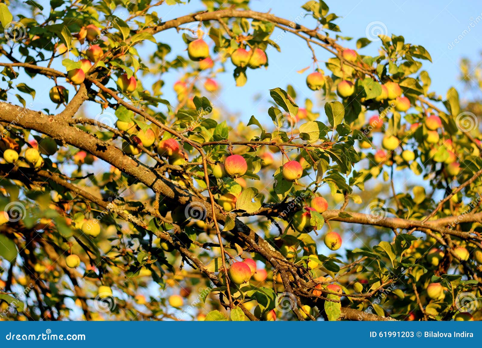 Apple tree on sunset stock image. Image of heavest, apple - 61991203
