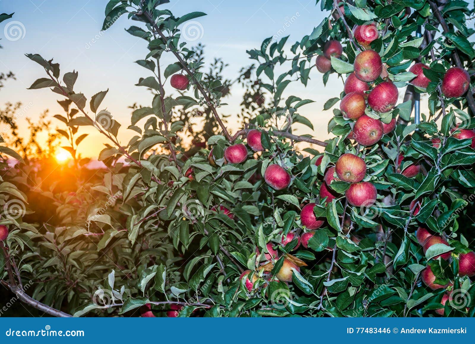 Apple Tree at Sunset stock photo. Image of nature, farming - 77483446