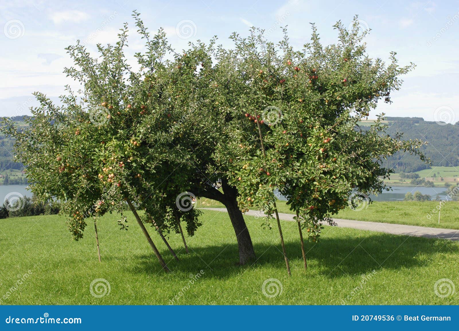 Apple Tree, Switzerland stock photo. Image of supported - 20749536
