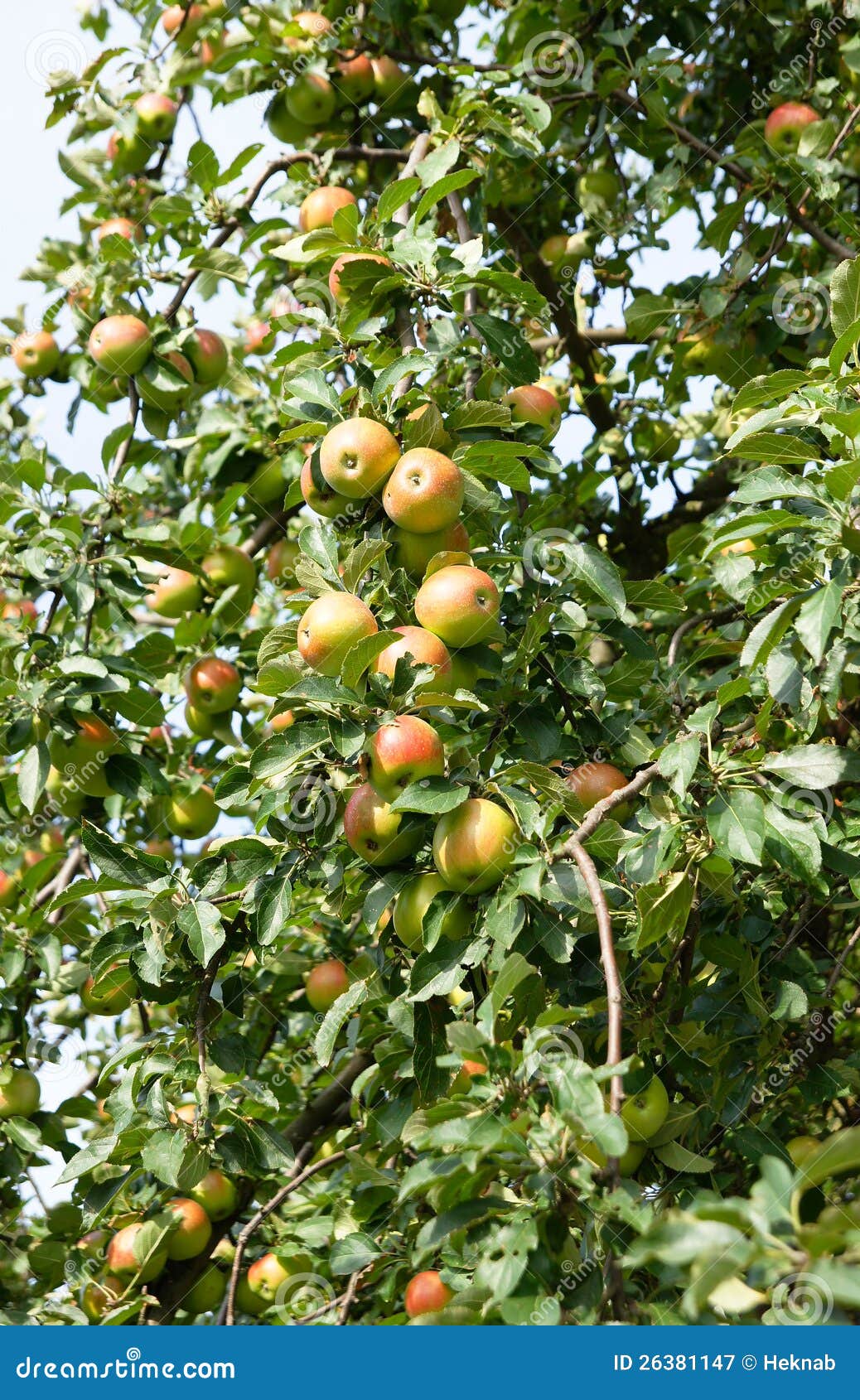 Apple Tree with Tasty Fruits Stock Image - Image of sour, summer: 26381147