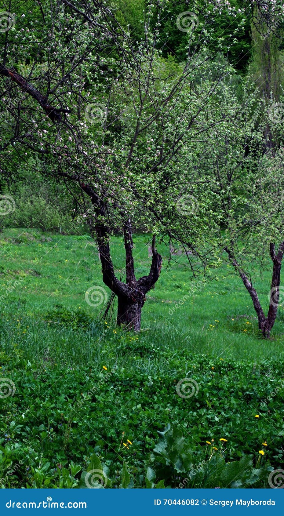 Apple tree trident stock photo. Image of gardening, bark - 70446082