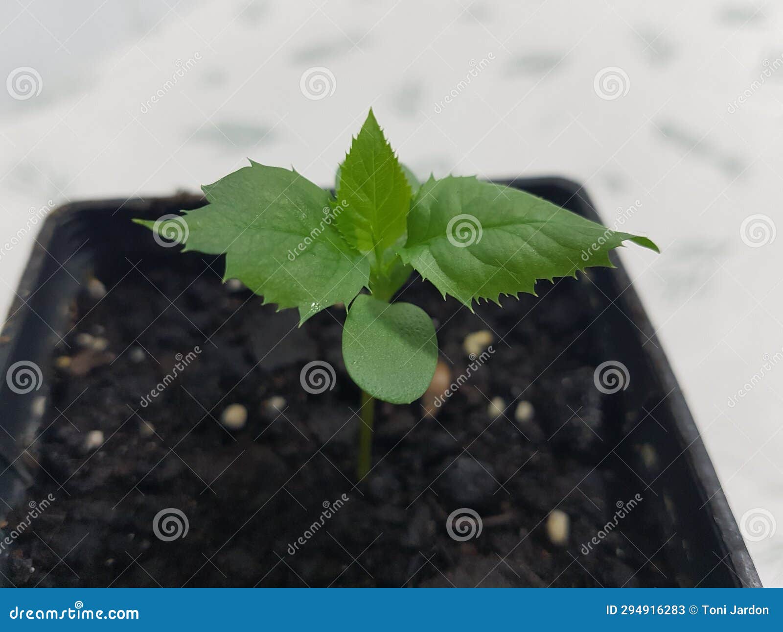 Apple Tree with True Leaves Growing in Pot. Apple Tree Sprouting from ...