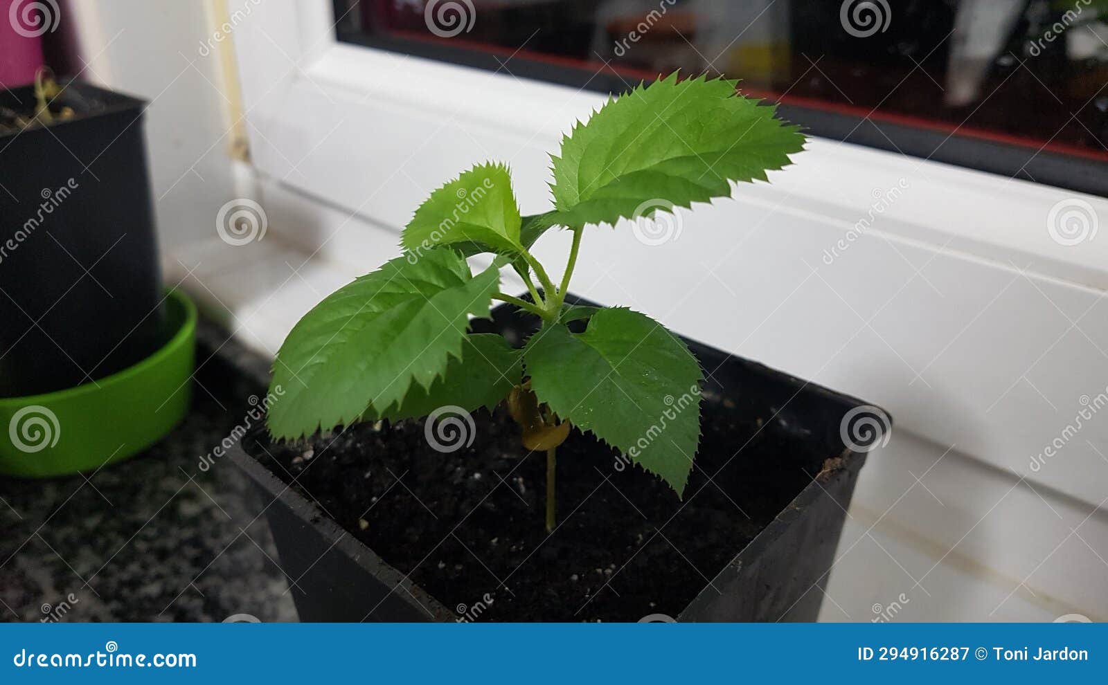 Apple Tree with True Leaves Growing in Pot. Apple Tree Sprouting from ...