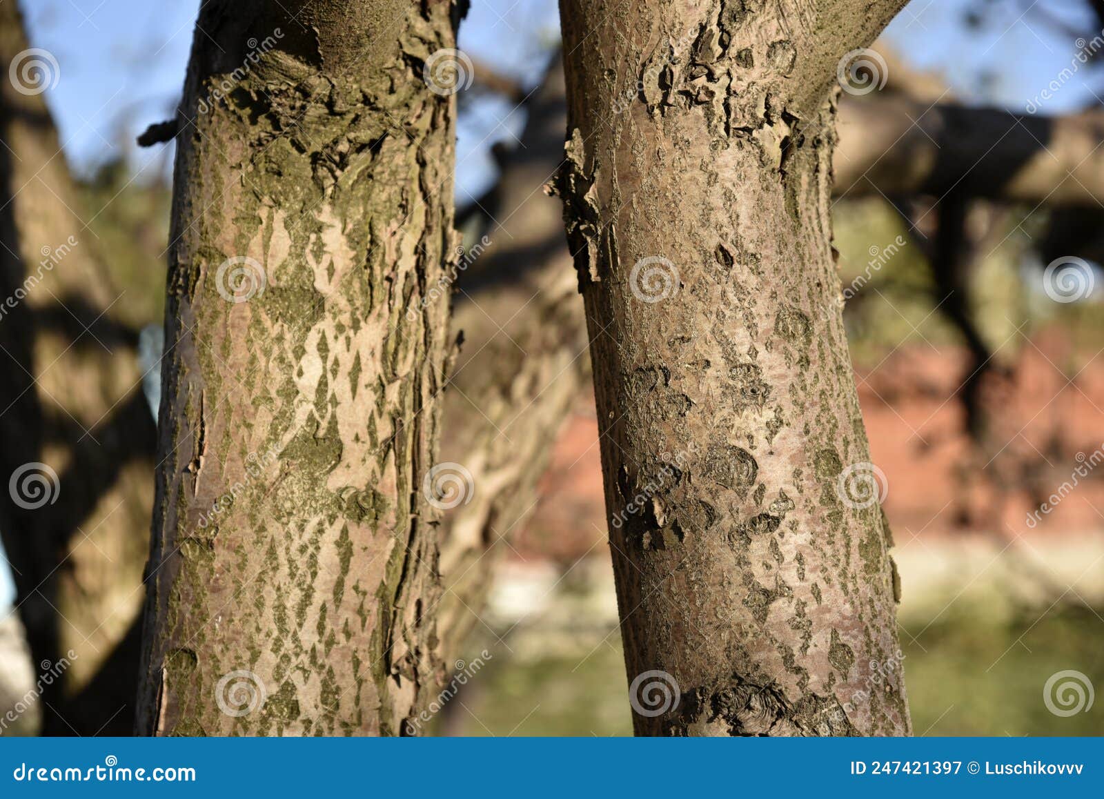 Apple Tree Trunk and Bark in the Garden in Spring Stock Image - Image ...