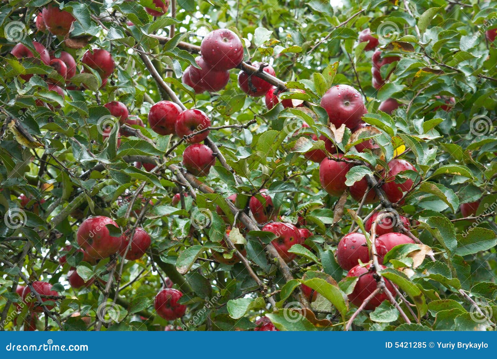 Apple-tree twig stock image. Image of agriculture, twig - 5421285