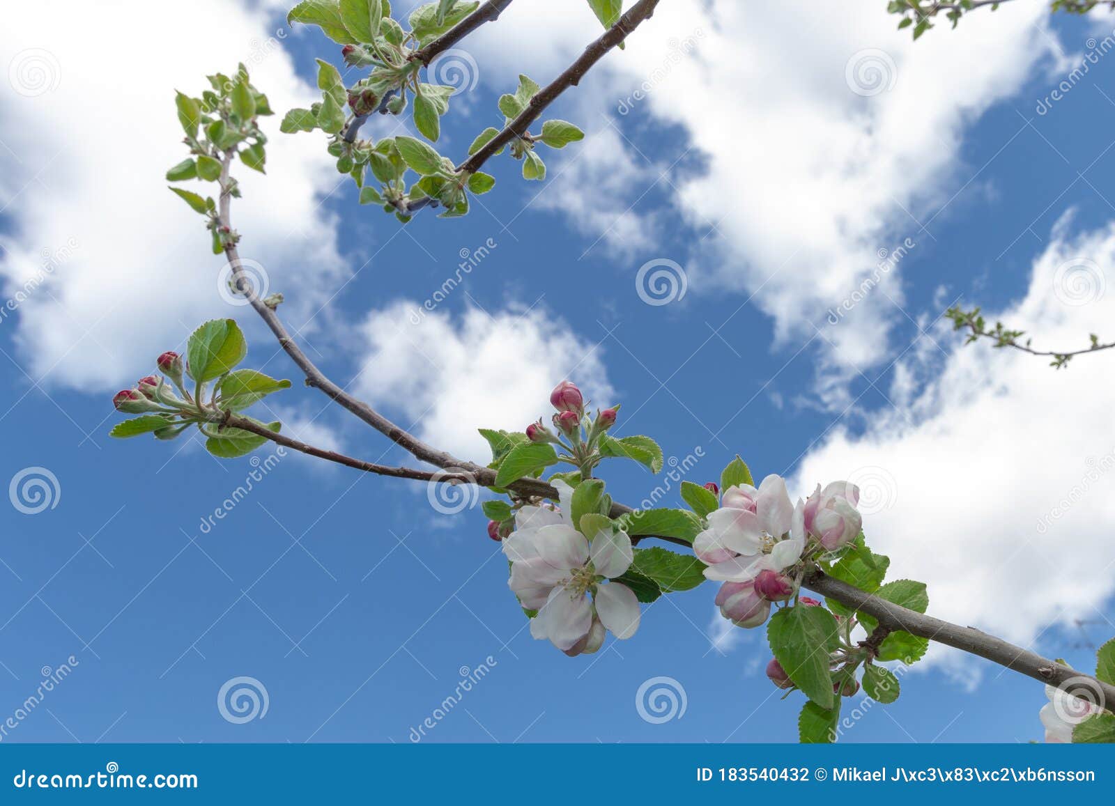 Apple Tree Twig with Apple Flowers in Bloom with Cloudy Blue Sky ...