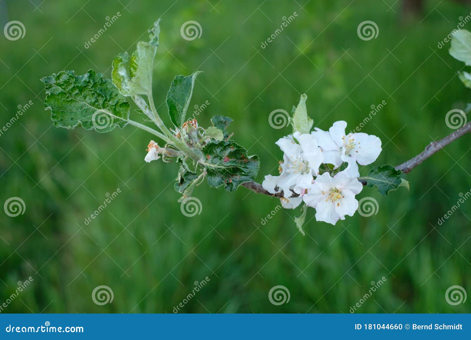 Apple Tree Twig with Flowers and Leaves Stock Photo - Image of april ...
