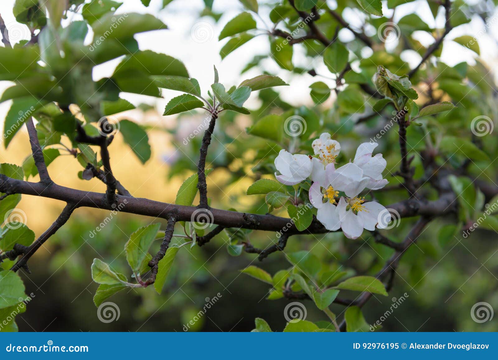 Apple Tree Twig with Flowers and Leaves on Garden Bokeh Stock Image ...