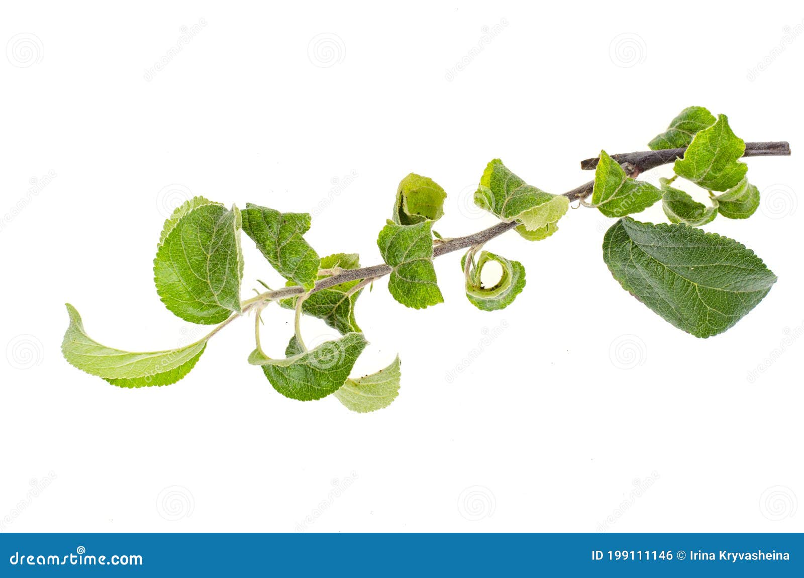 Apple Tree Twigs with Diseased Leaves. Photo Stock Photo - Image of ...