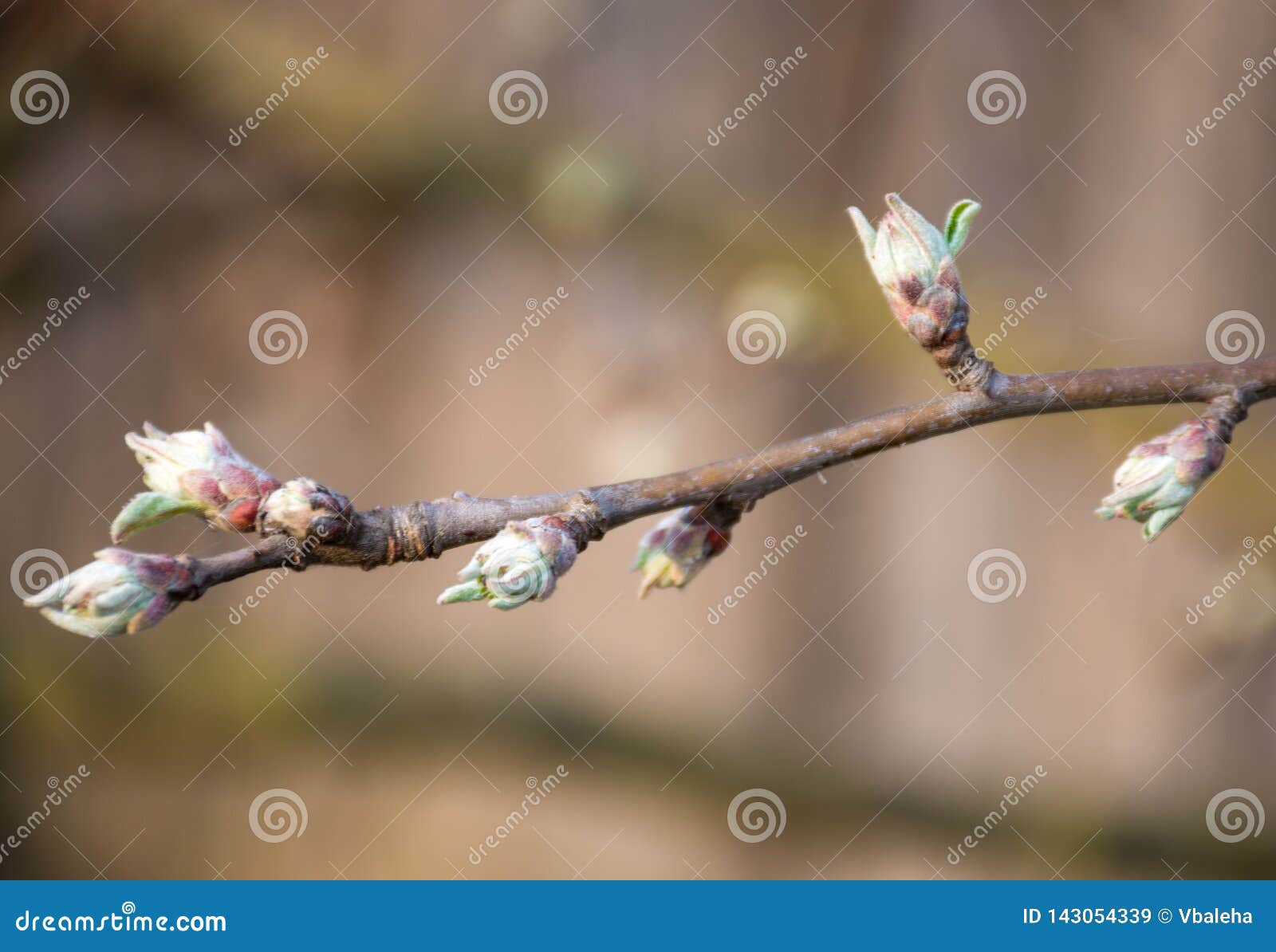 Apple Tree Twigs with First Buds Stock Image - Image of blossom, season ...