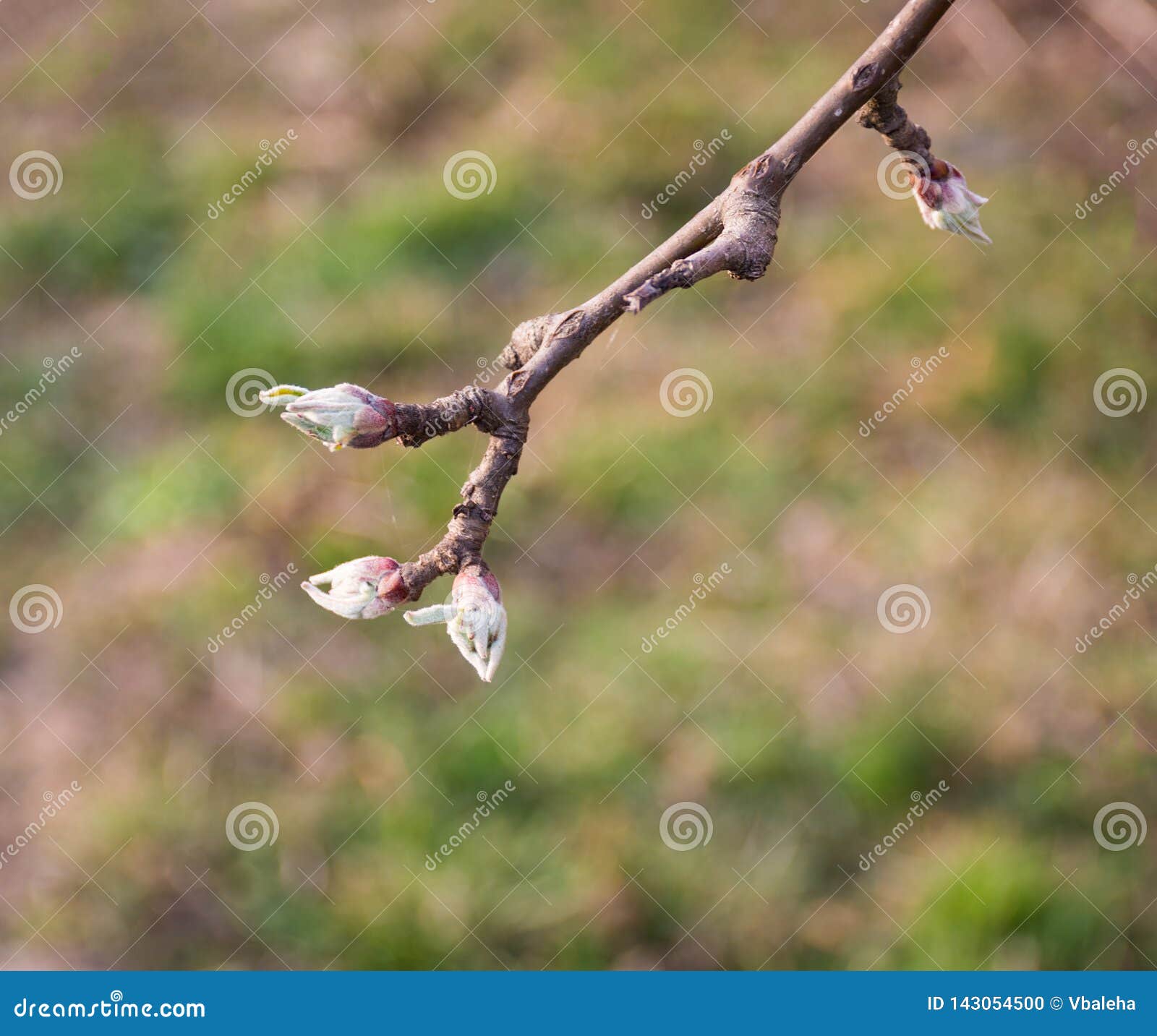 Apple Tree Twigs with First Buds Stock Photo - Image of floral, apple ...